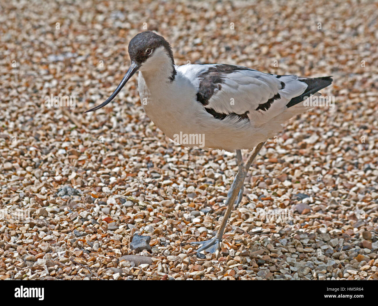 Avocet, Recurvirostra Avosetta, Europe, North Africa, Captive Stock ...