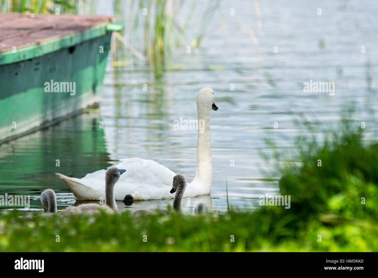 swan and cygnets first time in the water on the lake at summer Stock ...
