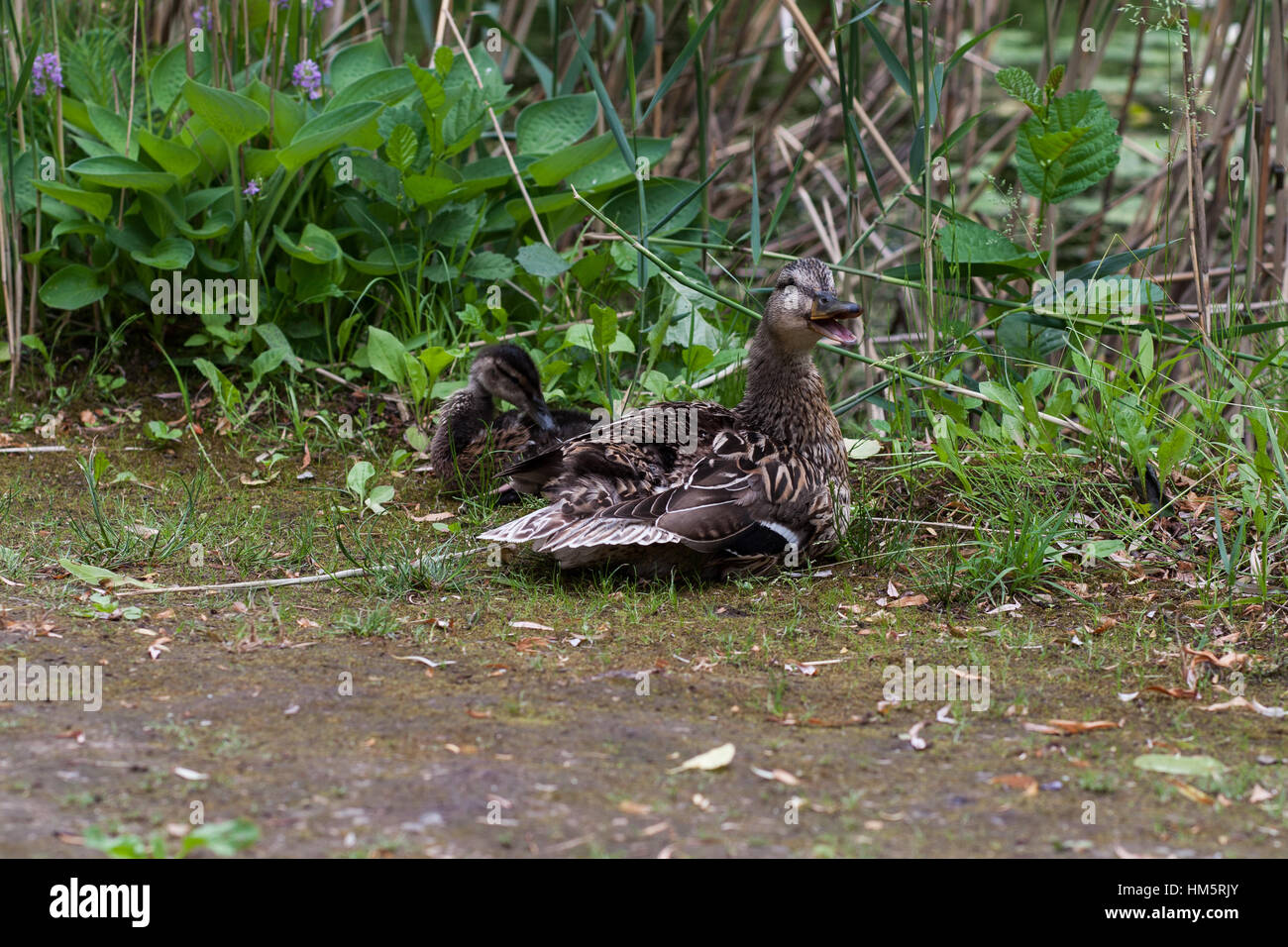 wild duck with duckling Stock Photo - Alamy