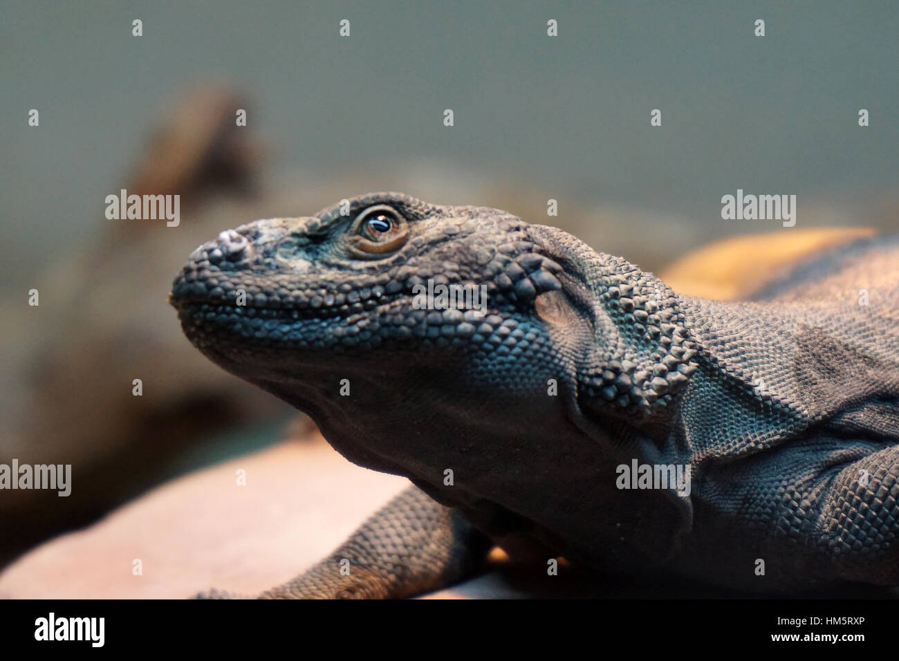 Common Chuckwalla Lizard Stock Photo - Alamy