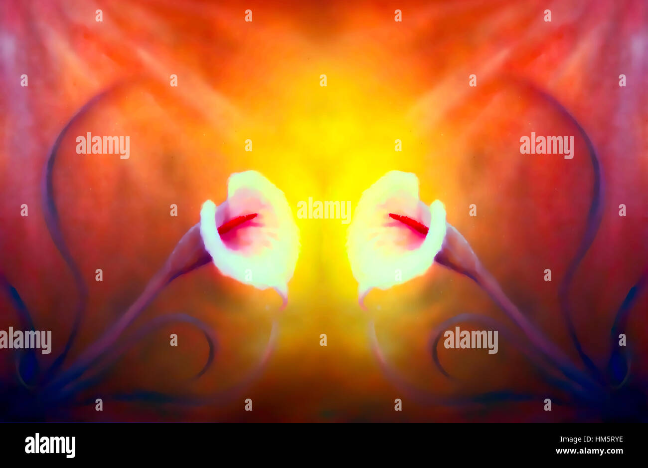 beautiful radiant cala flower on decorative background, graphic from ...