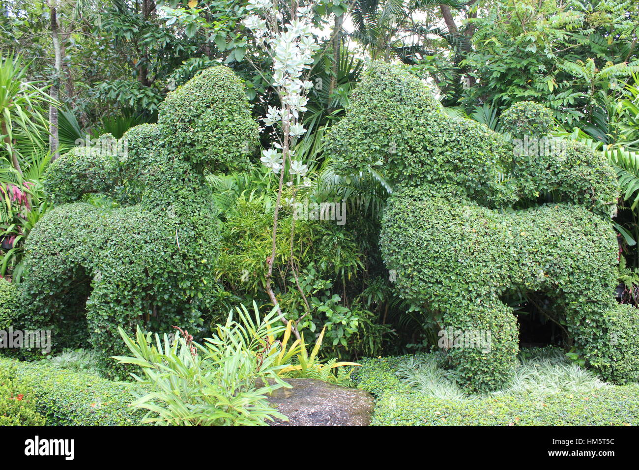 shape of pair animals from trimmed bush Stock Photo - Alamy