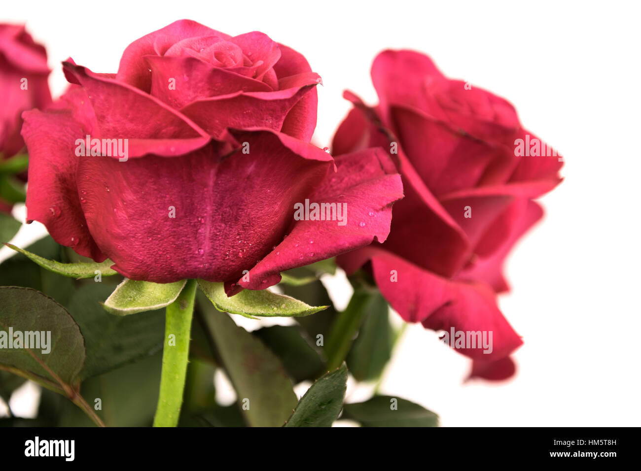 Beautiful red roses isolated on white background Stock Photo - Alamy