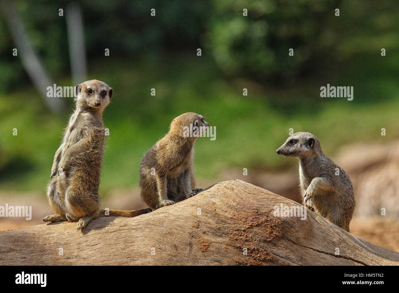 Valencia Zoo High Resolution Stock Photography and Images - Alamy