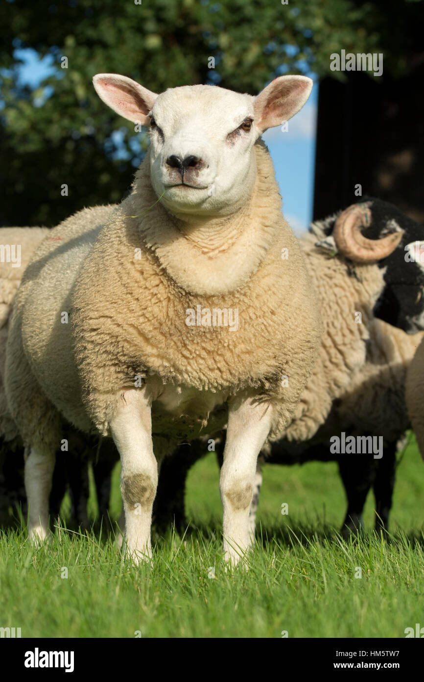 Lamb face on white hi-res stock photography and images - Alamy