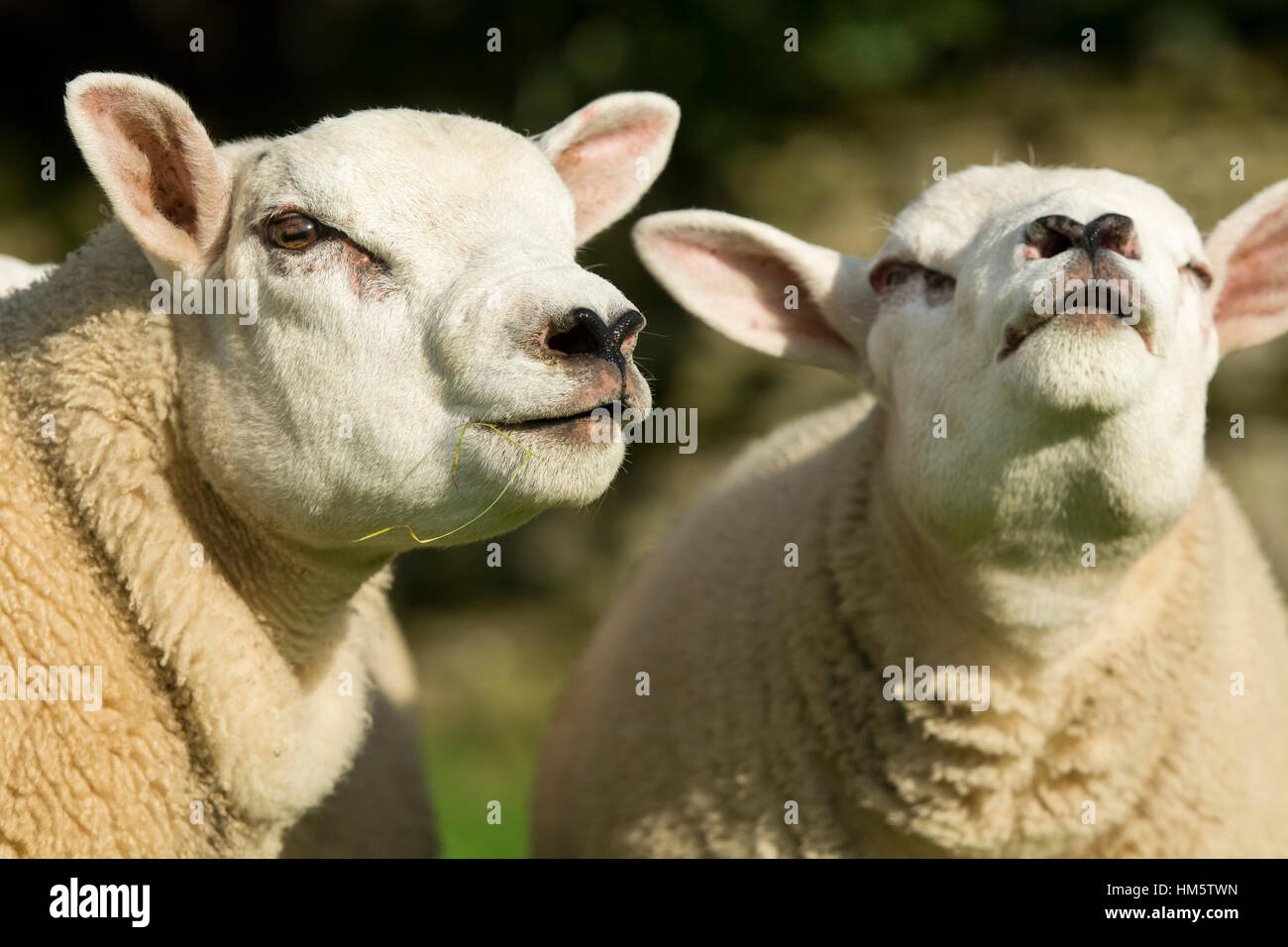 Lamb face on white hi-res stock photography and images - Alamy