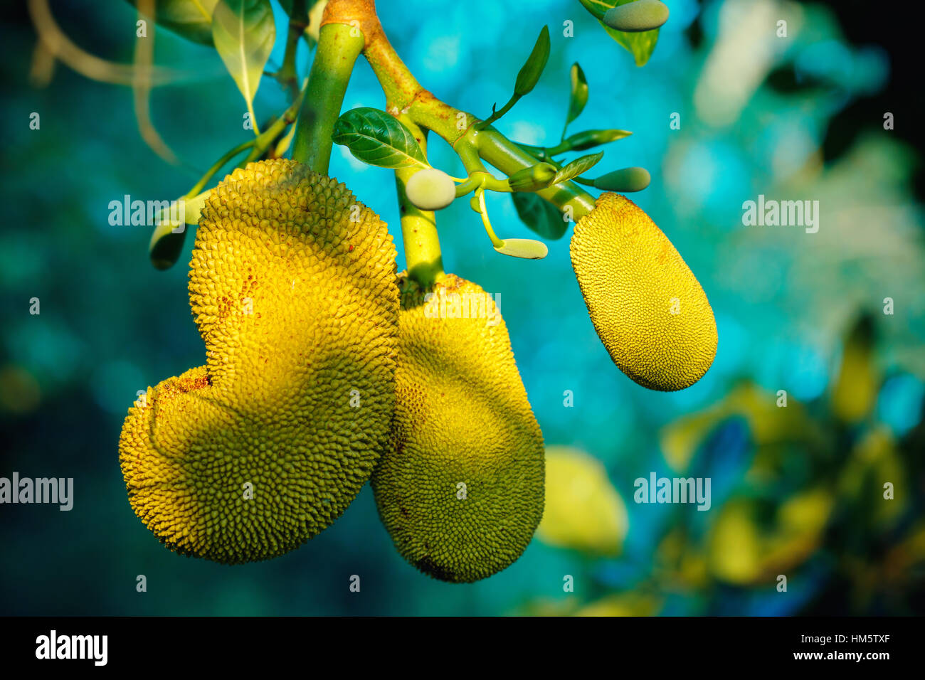 Fijian food hi-res stock photography and images - Alamy