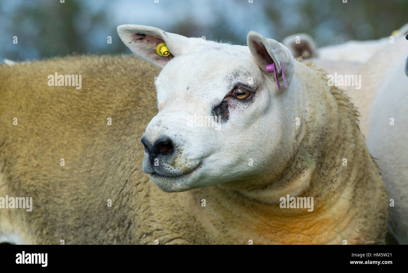 Head of a pedigree Texel ram with flock of sheep. Lancashire, UK Stock ...