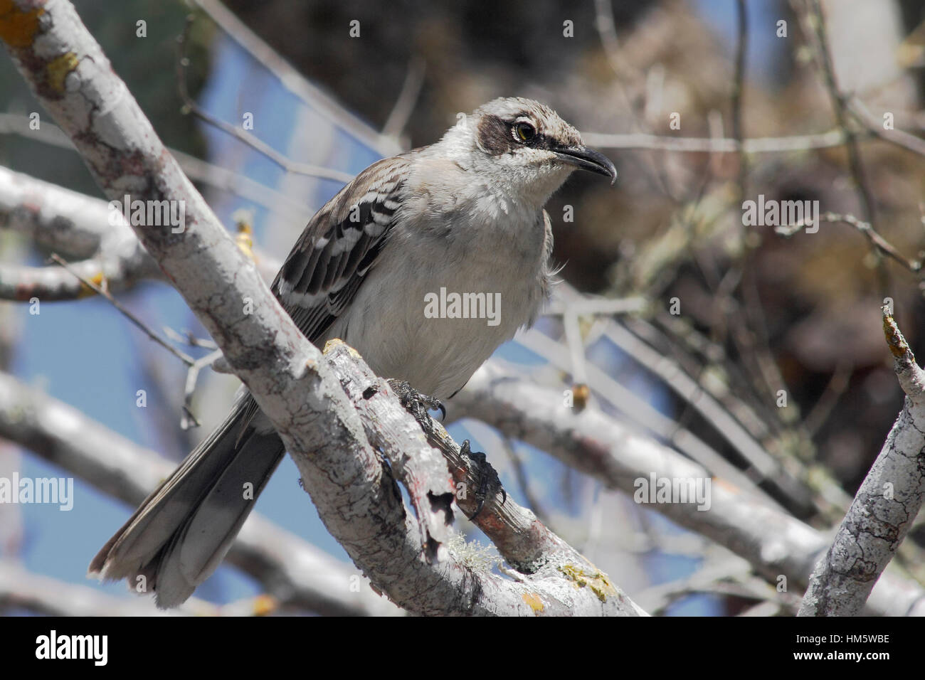 Galapagos mockingbird (Mimus parvulus) on branch, Puerto Ayora, Santa ...