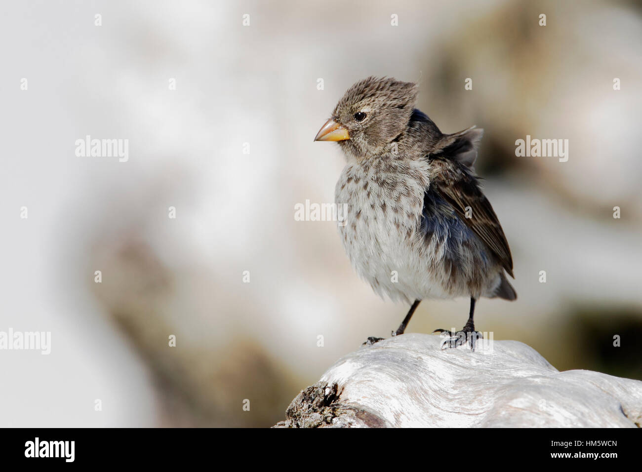 Small ground finch (Geospiza fuliginosa) female on tree, Tortuga Bay ...