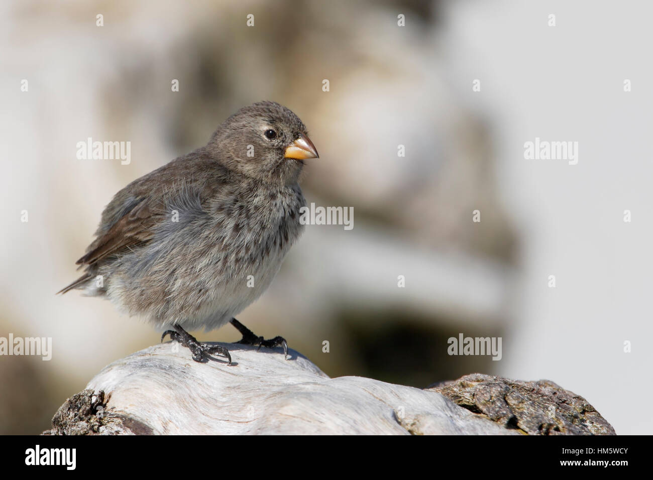 Small ground finch (Geospiza fuliginosa) female on tree, Tortuga Bay ...