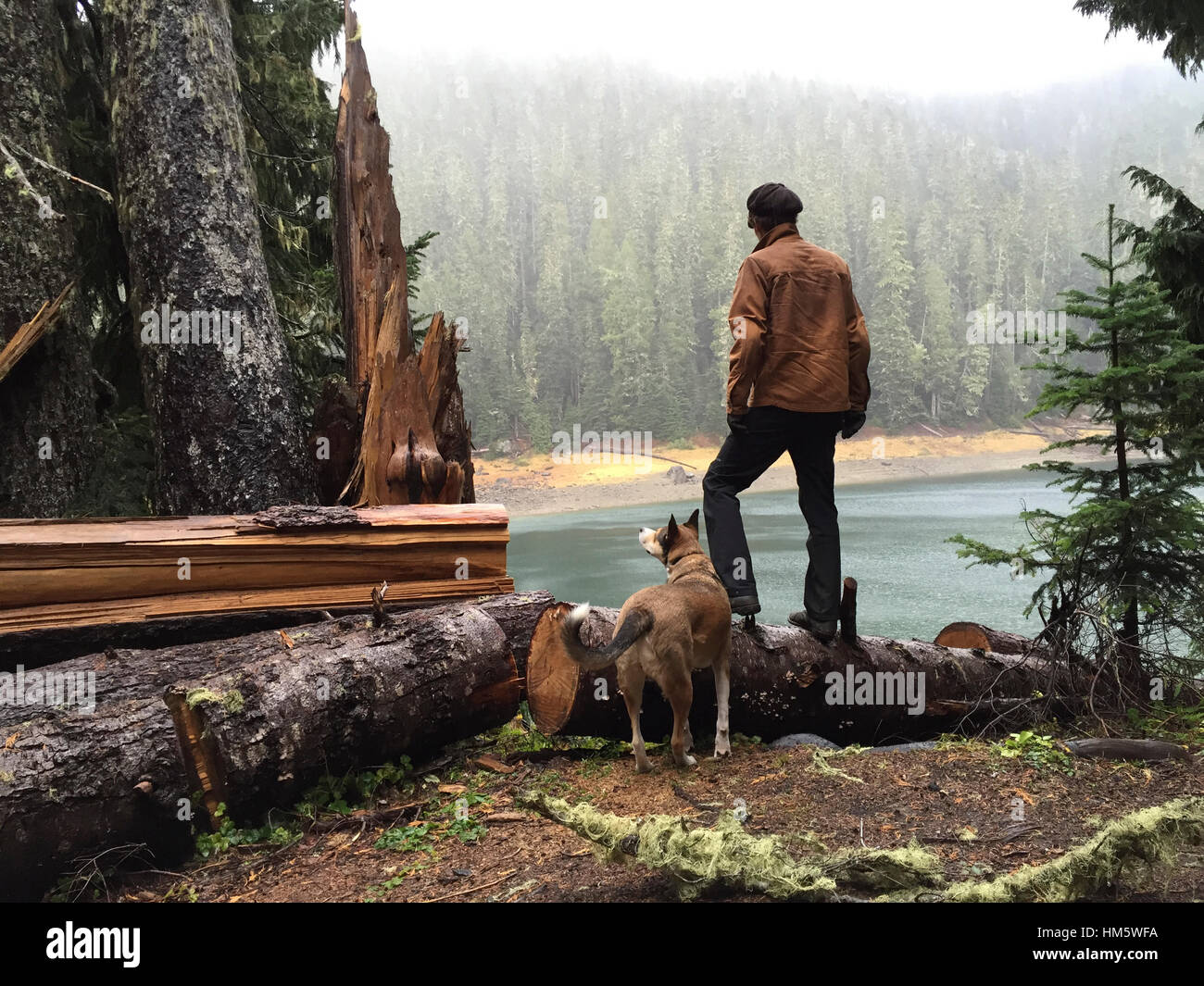 Rear view of man standing on fallen tree trunk in forest Stock Photo ...
