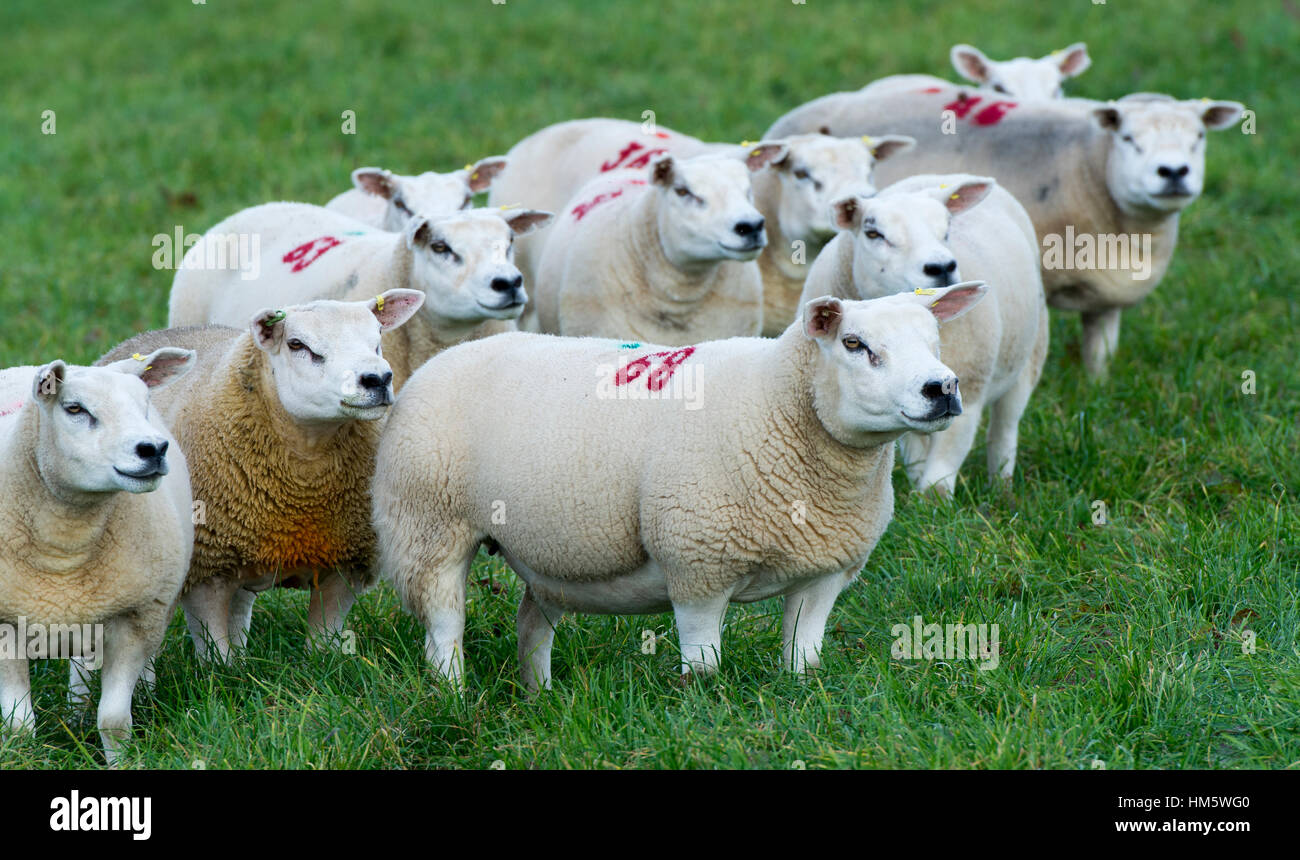 Texel ram in with texel females in autumn. Lancashire, UK Stock Photo ...