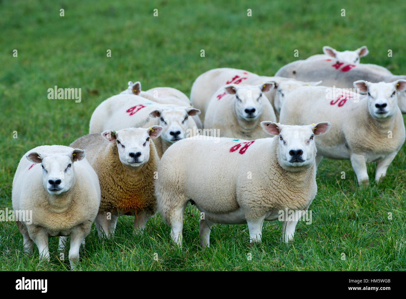 Texel ram in with texel females in autumn. Lancashire, UK Stock Photo ...