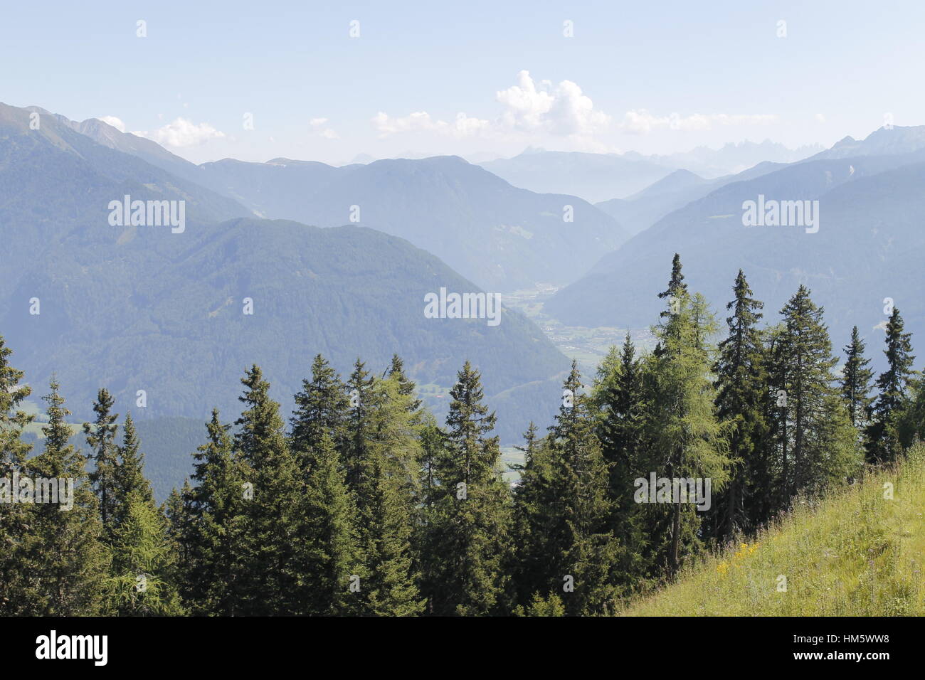 trees in Alps mountains in summer in Italy Stock Photo - Alamy