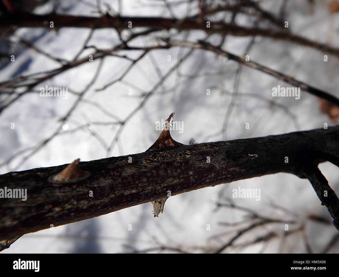 Thorn rose snow winter hi-res stock photography and images - Alamy
