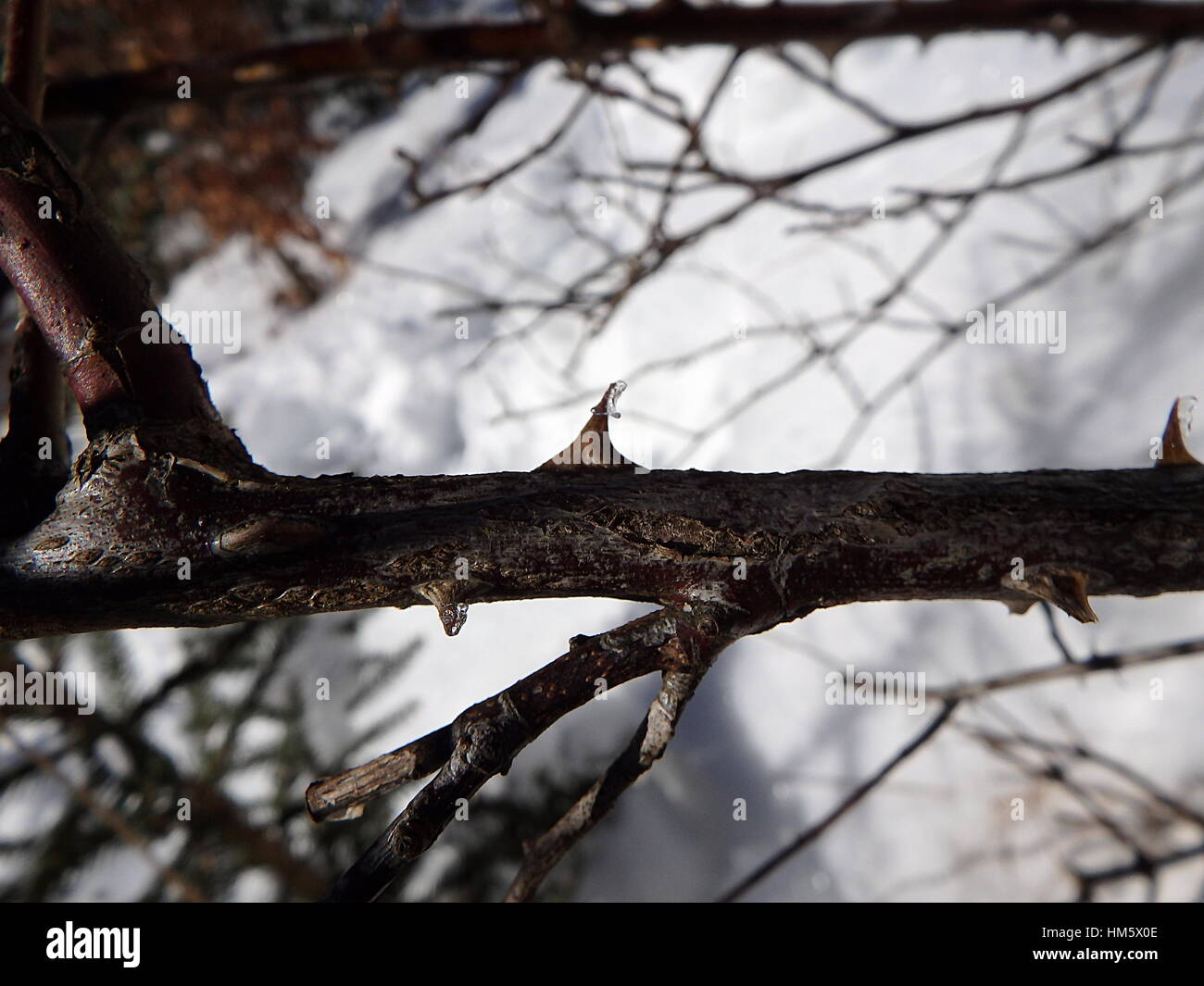 Thorn rose snow winter hi-res stock photography and images - Alamy