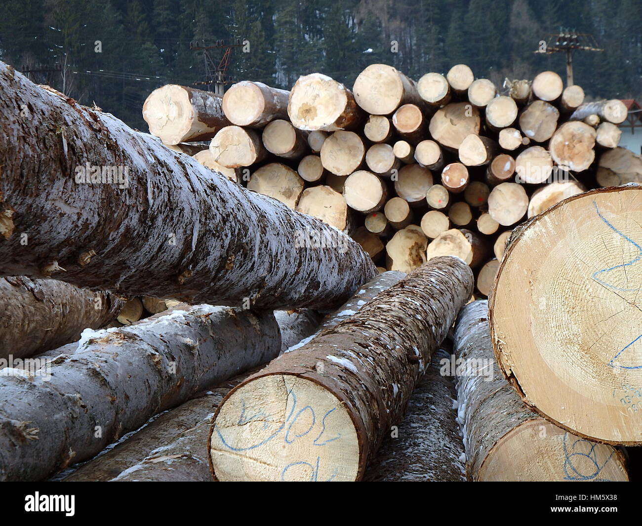 many felled tree trunks, wood warehouse Stock Photo - Alamy