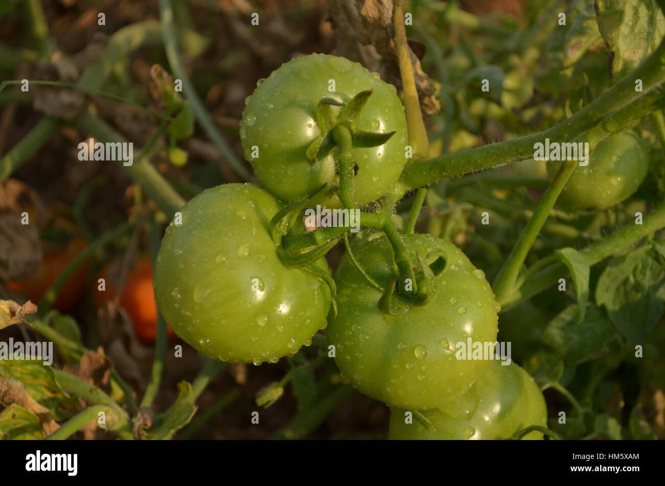 vegetables , grass and stems Stock Photo - Alamy