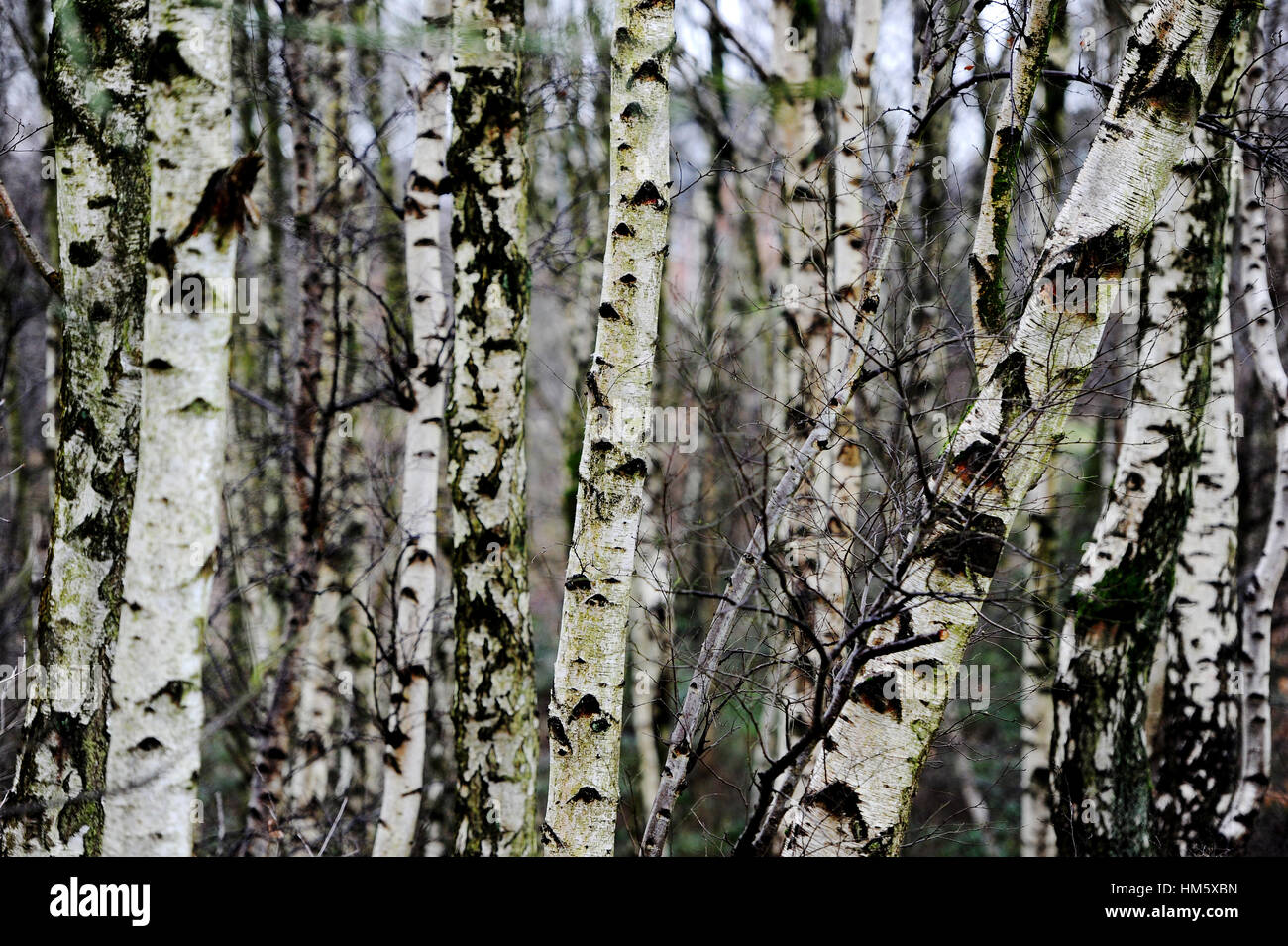 Silver Birch trees in Moses Gate Country Park, Bolton, Lancashire ...