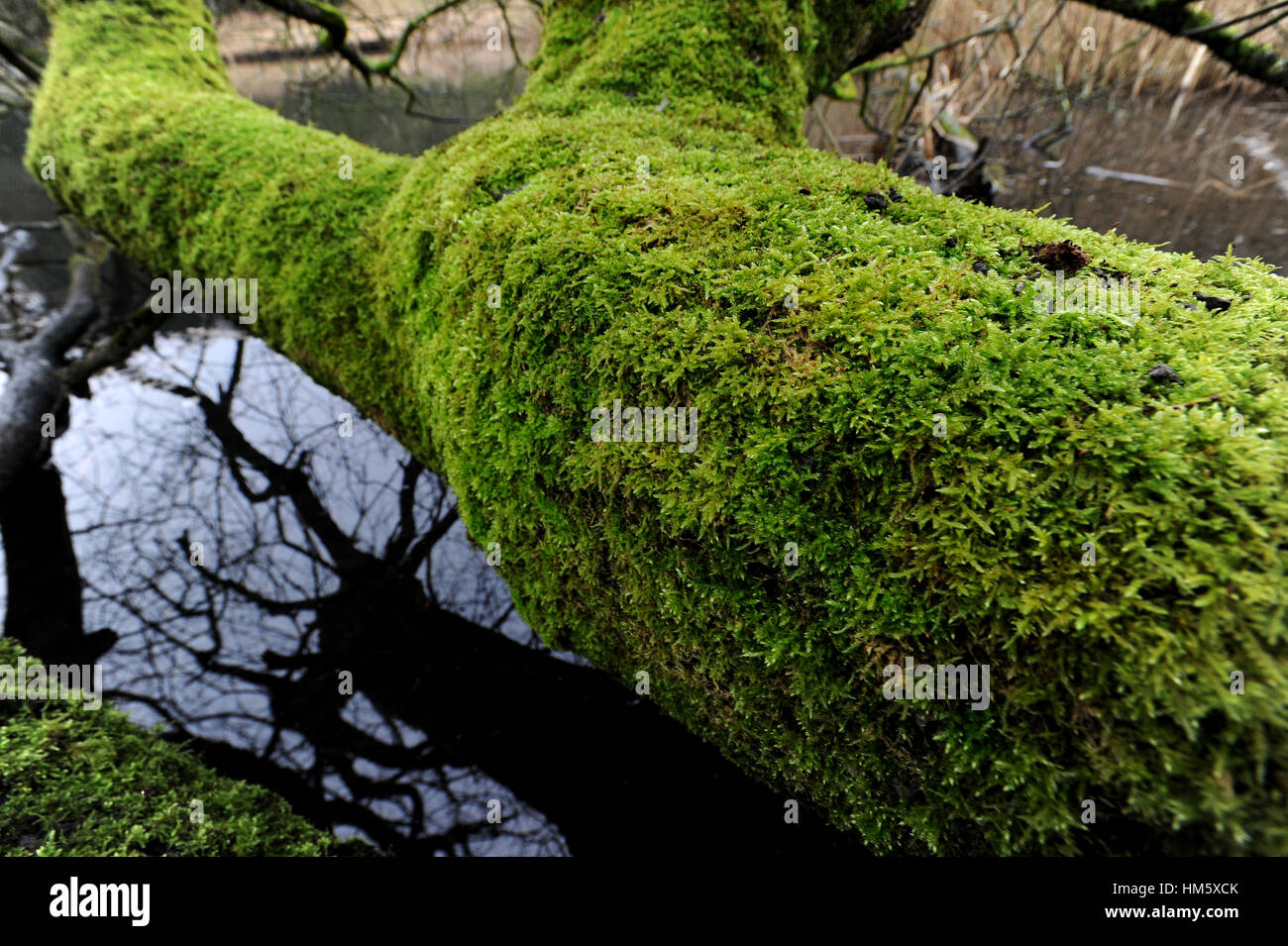 Trees overgrown with moss in Moses Gate Country Park, Bolton ...