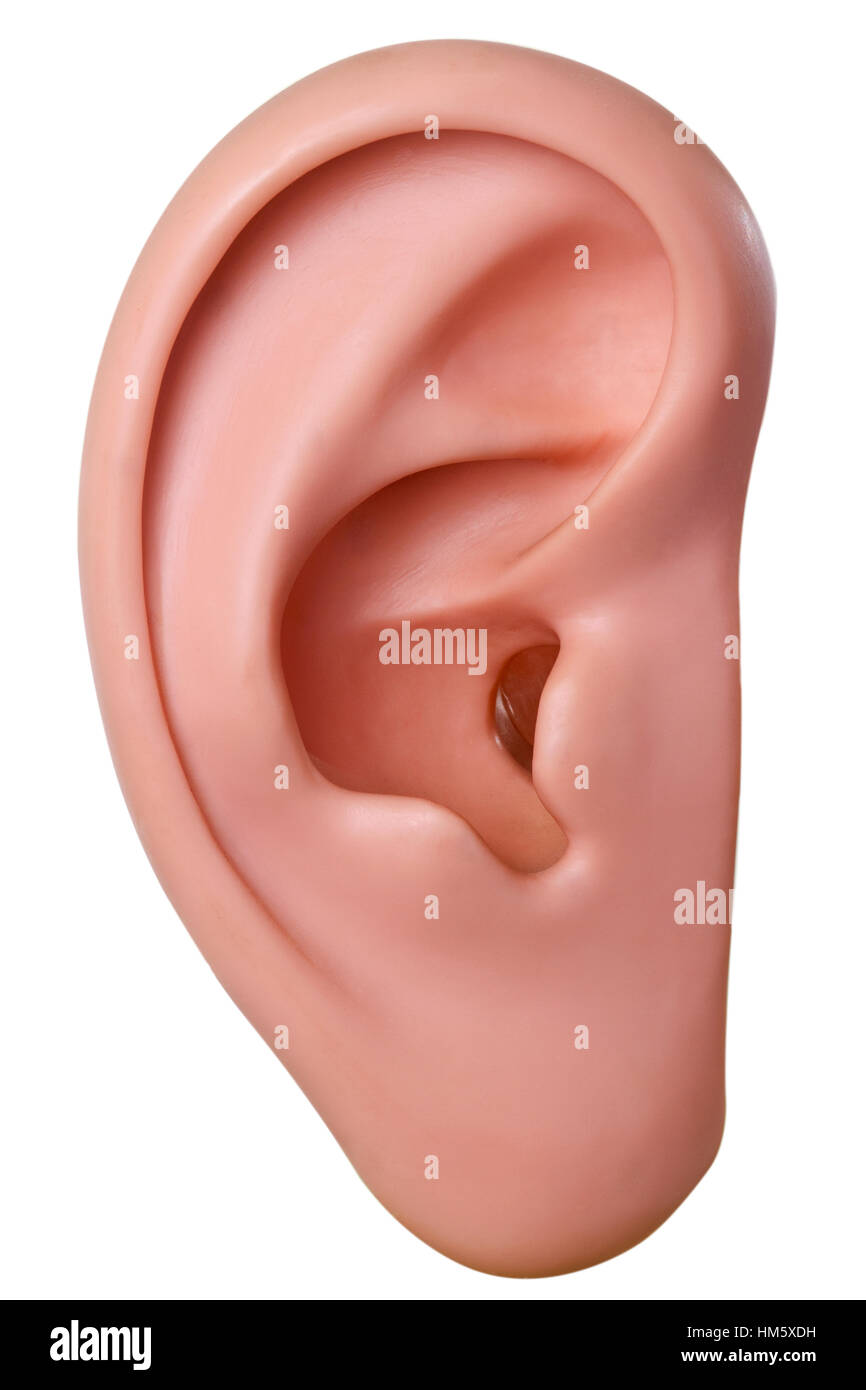 Human ear model - isolated on white background Stock Photo - Alamy