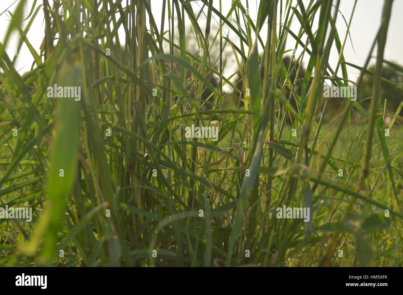 vegetables , grass and stems Stock Photo - Alamy