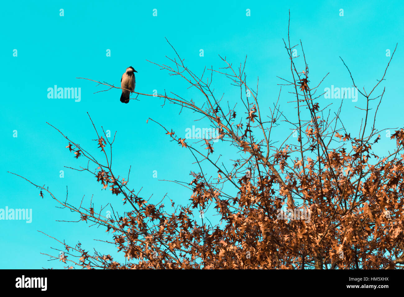 Bird alone perched on a tree branch Stock Photo - Alamy