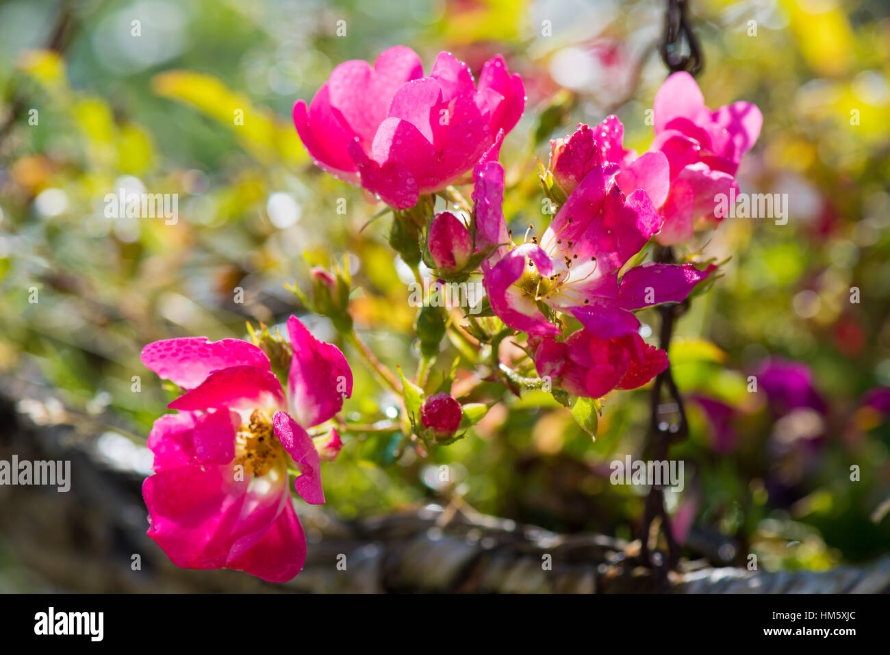 Ground cover roses hi-res stock photography and images - Alamy