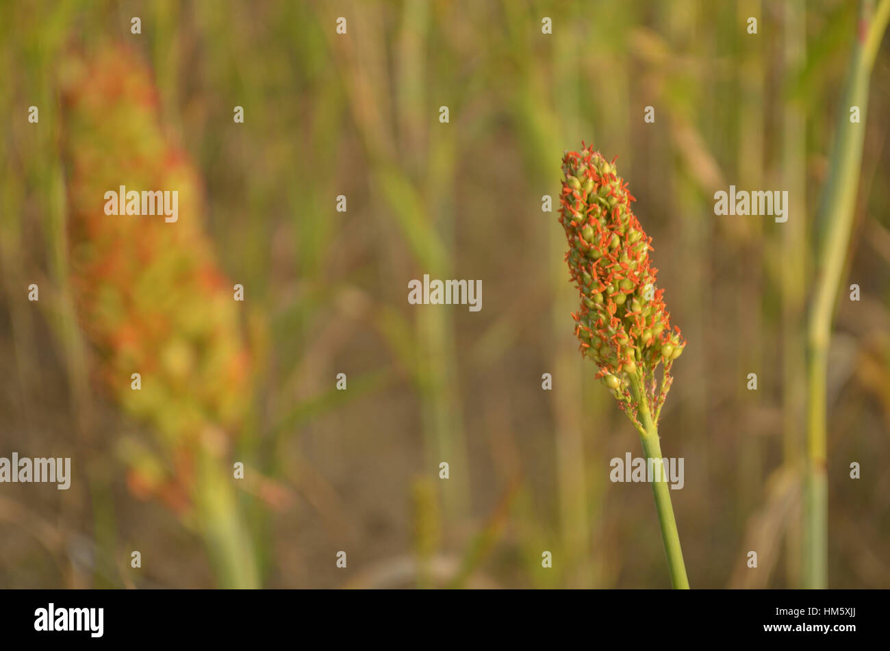 vegetables , grass and stems Stock Photo - Alamy