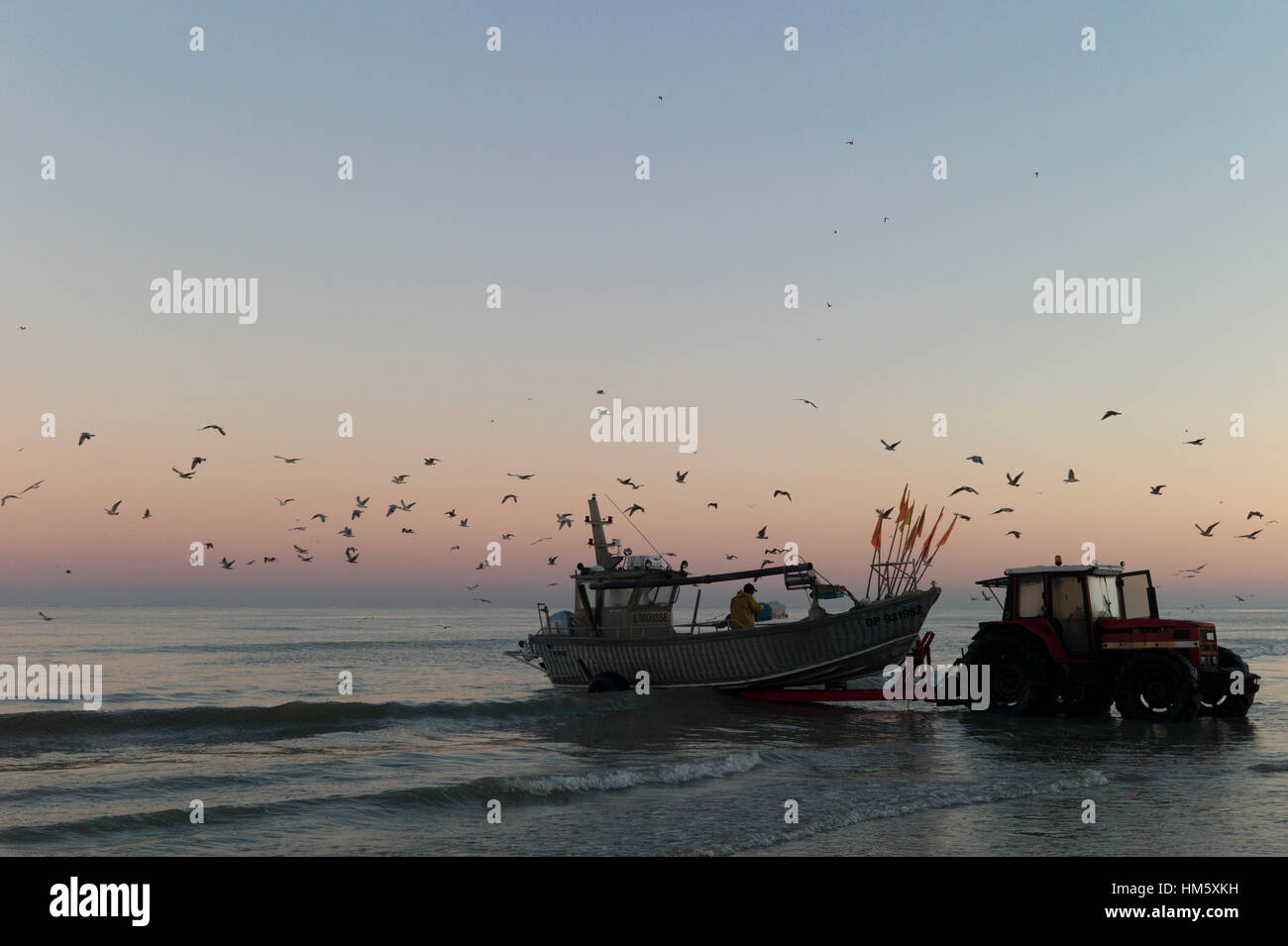 Seagulls following a fishing boat landing on beach,Normandy,France ...
