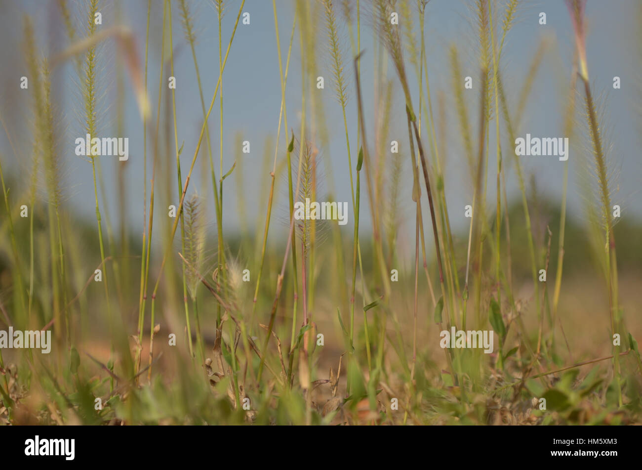 vegetables , grass and stems Stock Photo - Alamy