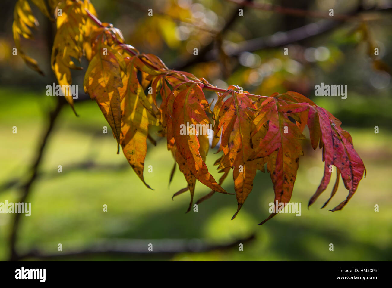 Willow leaves with hi-res stock photography and images - Alamy