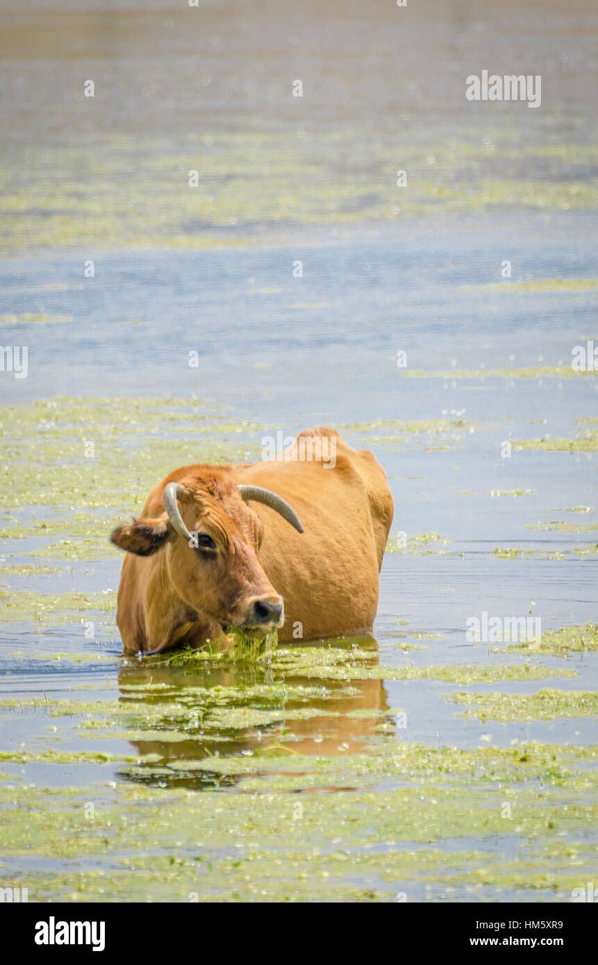Brown cow with nice horns standing in water and chewing on lake weed in ...