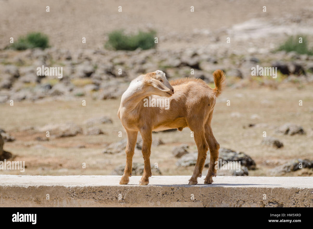 Younger goat standing in concrete wall and looking over its shoulder in ...