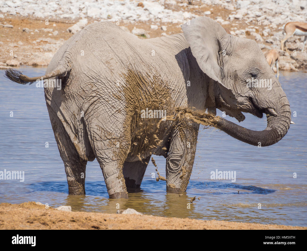 Younger elephant standing in water hole and spraying his body with ...