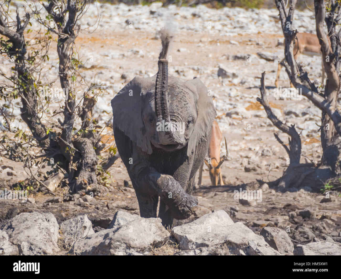 Very young African elephant spraying his body with dry dirt and dust ...