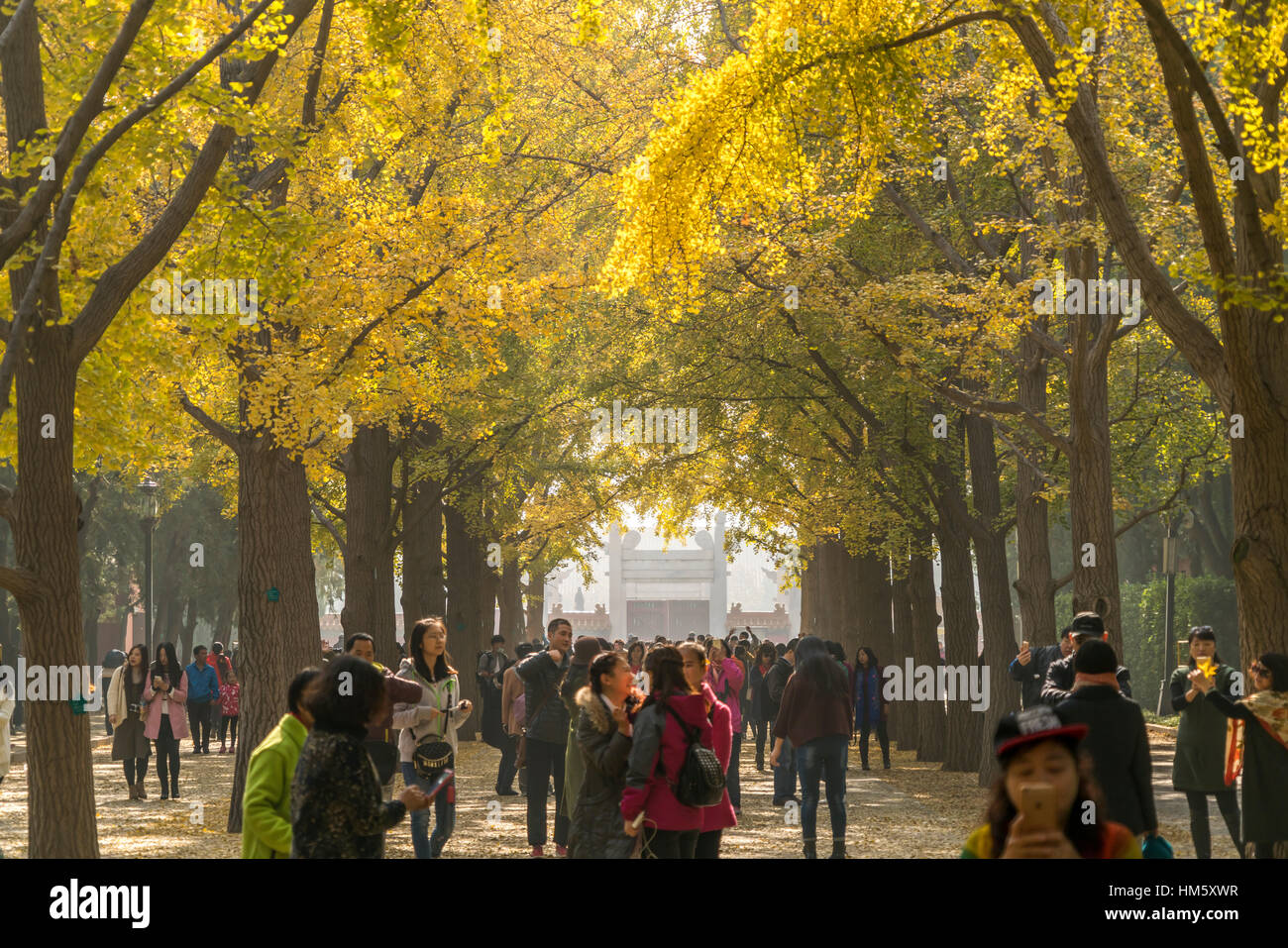 autumn colours at the Temple of Earth Park or Ditan Park in Beijing ...