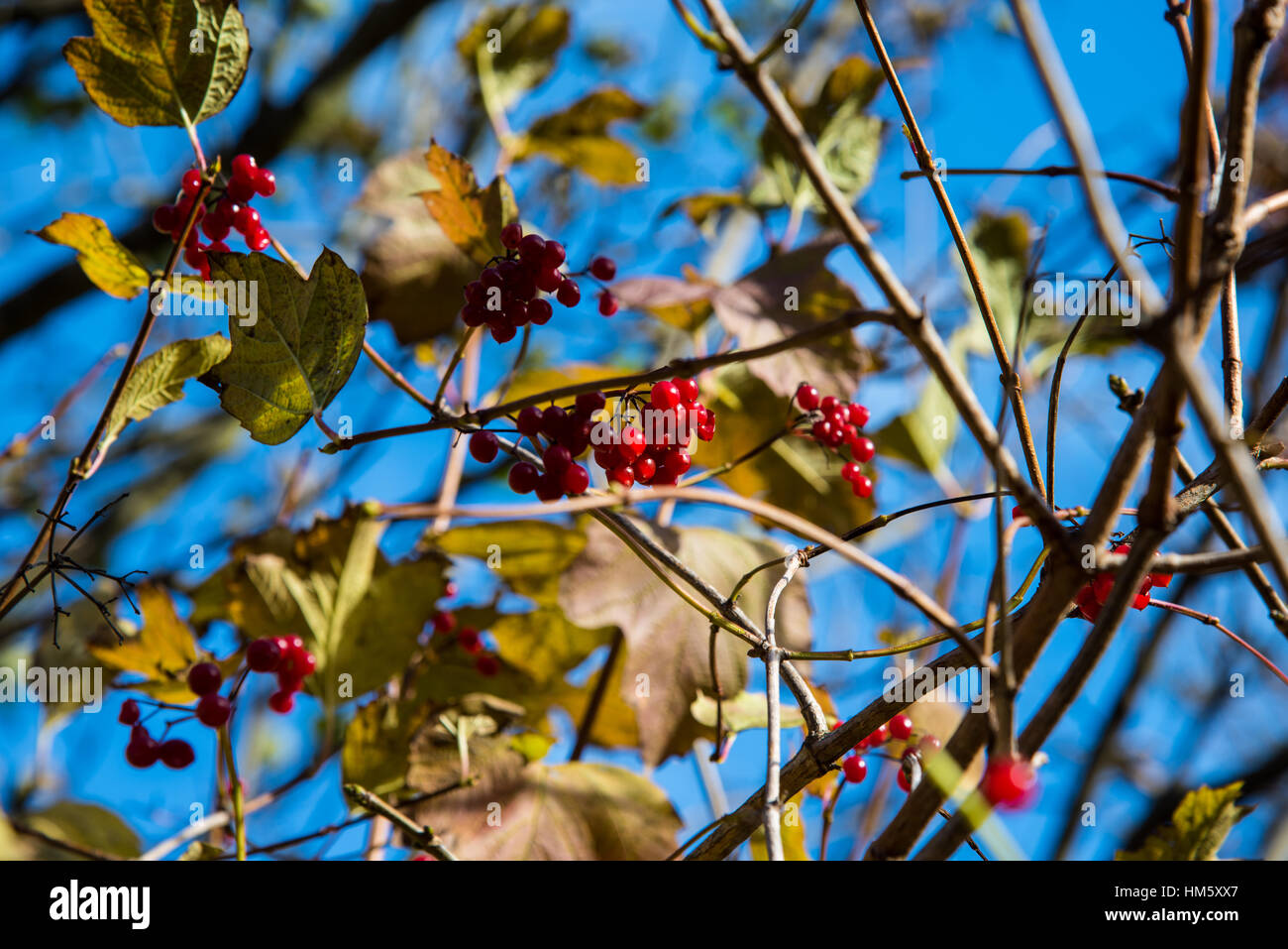 Red berry fall autumn hi-res stock photography and images - Alamy
