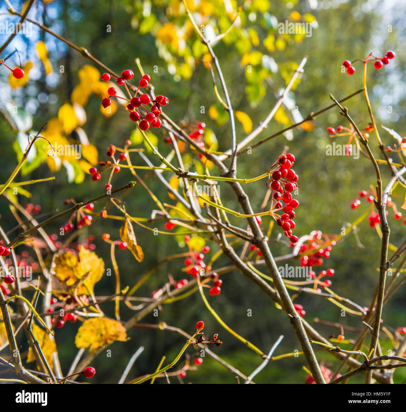 Red berries in autumn Stock Photo - Alamy