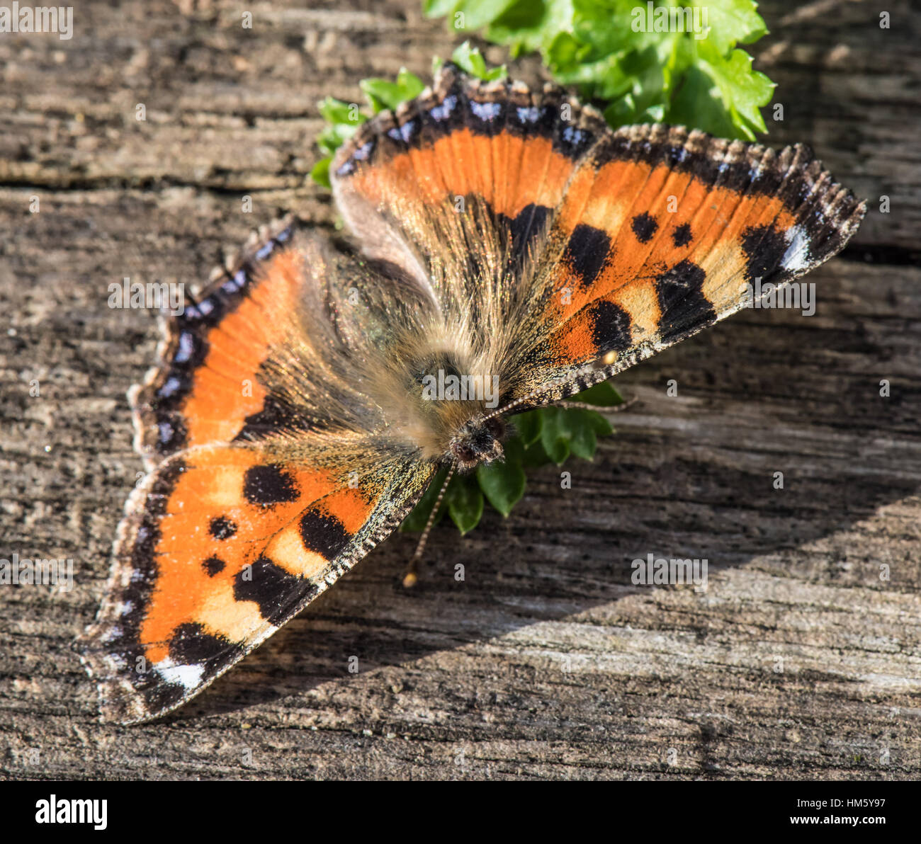 Small Tortoiseshell butterfly Stock Photo - Alamy
