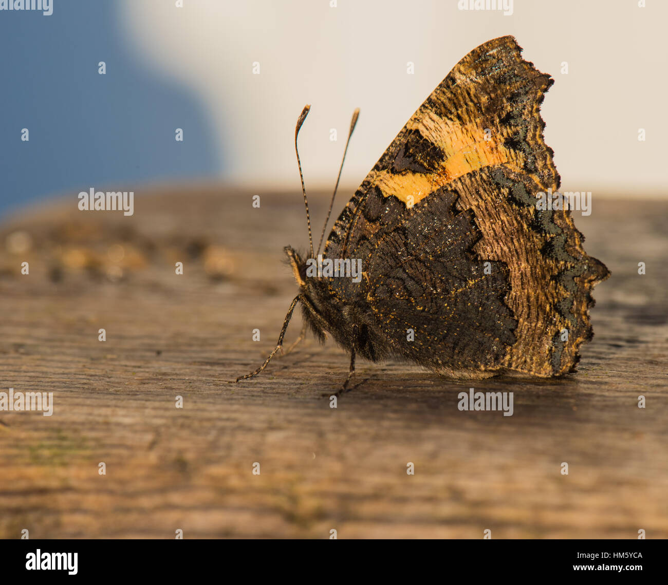 Small Tortoiseshell butterfly Stock Photo - Alamy