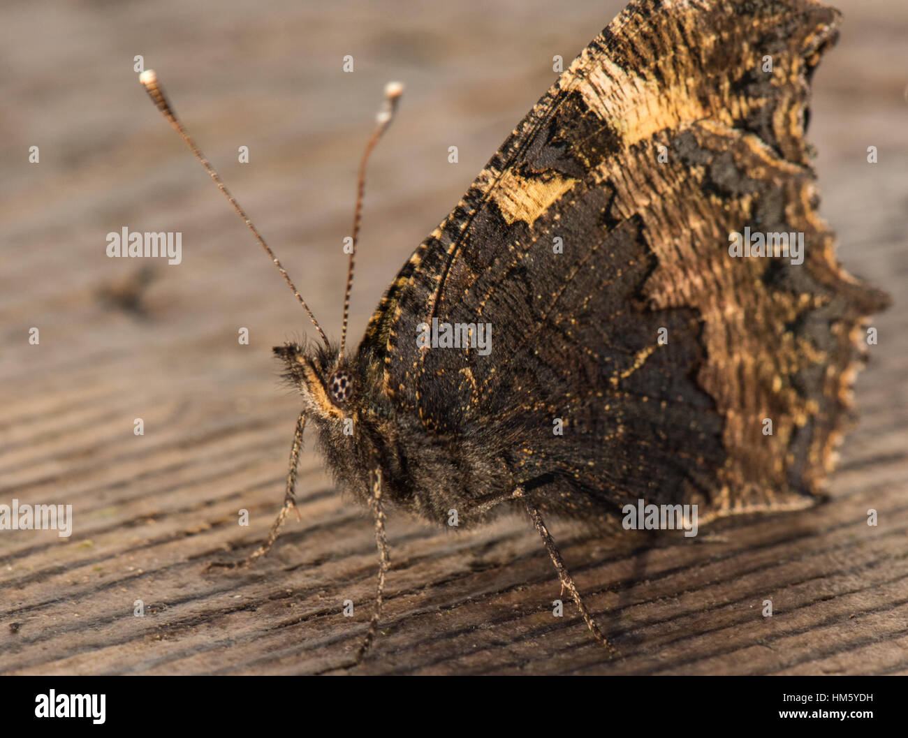 Butterfly small tortoiseshell hi-res stock photography and images - Alamy