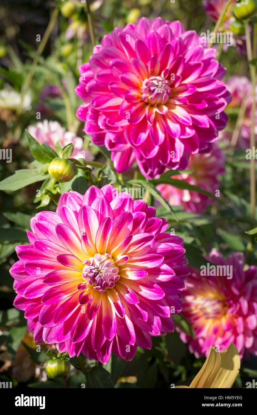 Kalinka hi-res stock photography and images - Alamy