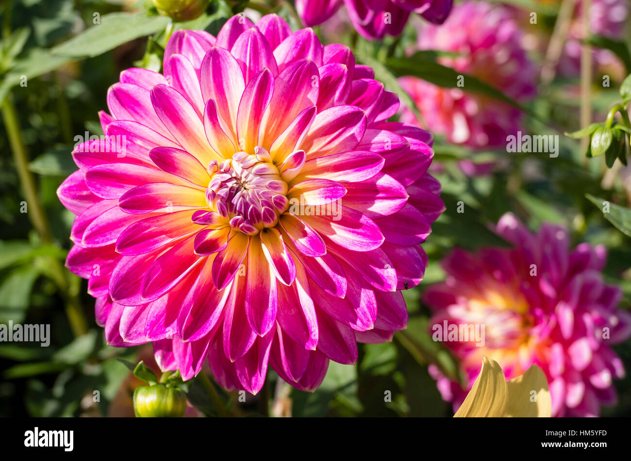 Kalinka hi-res stock photography and images - Alamy