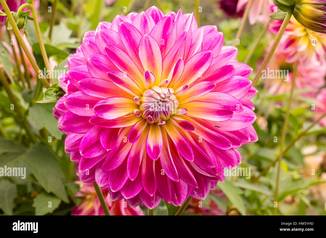 Kalinka hi-res stock photography and images - Alamy