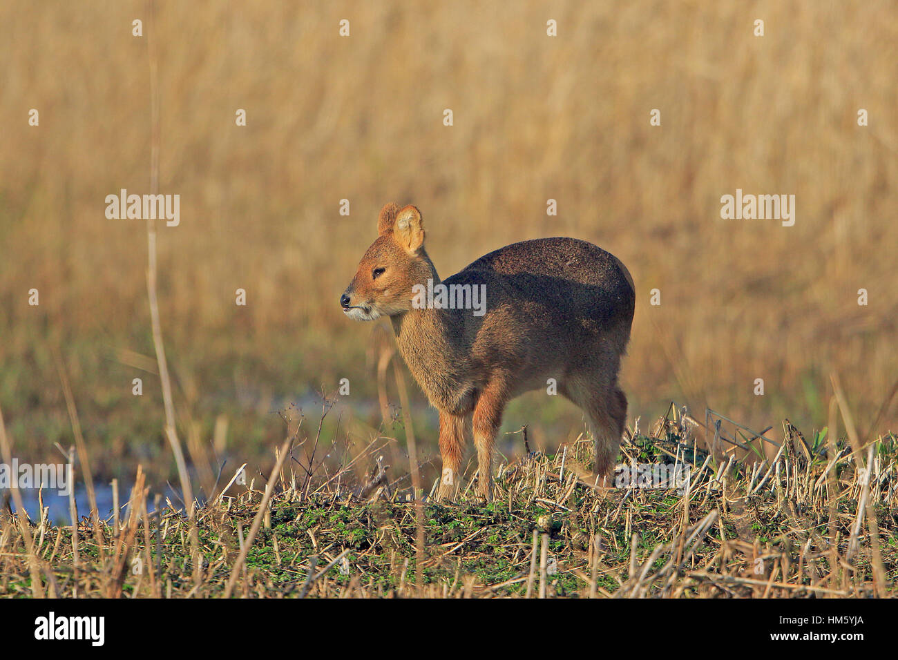 The most chinese water hi-res stock photography and images - Alamy