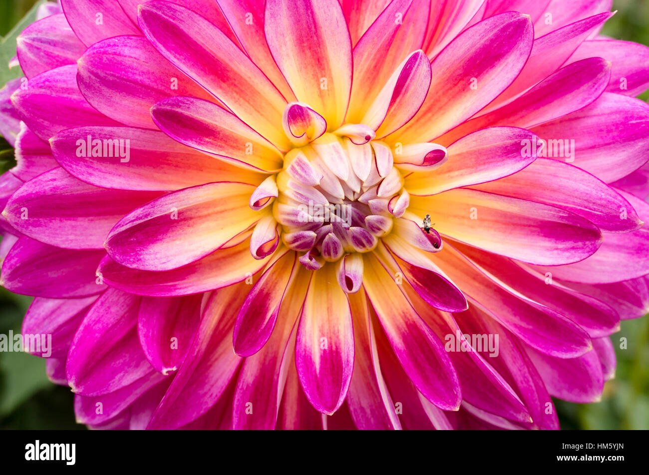 Kalinka hi-res stock photography and images - Alamy