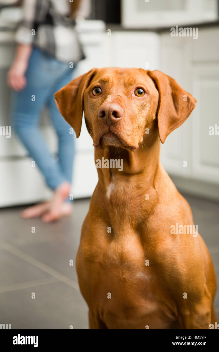 Brown Vizsla dog sitting on kitchen floor, teenage girl (16-17) in ...