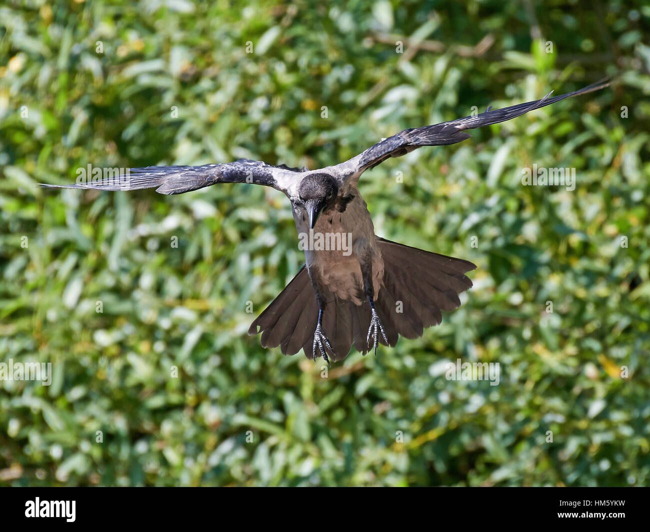 Crow in flight hi-res stock photography and images - Alamy